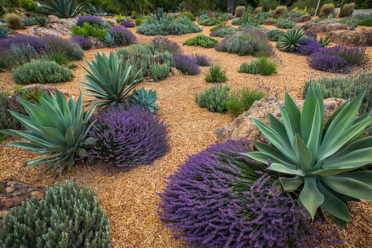 Drought-Tolerant Landscaping That Looks Lush: Vibrant, Low-Water ...